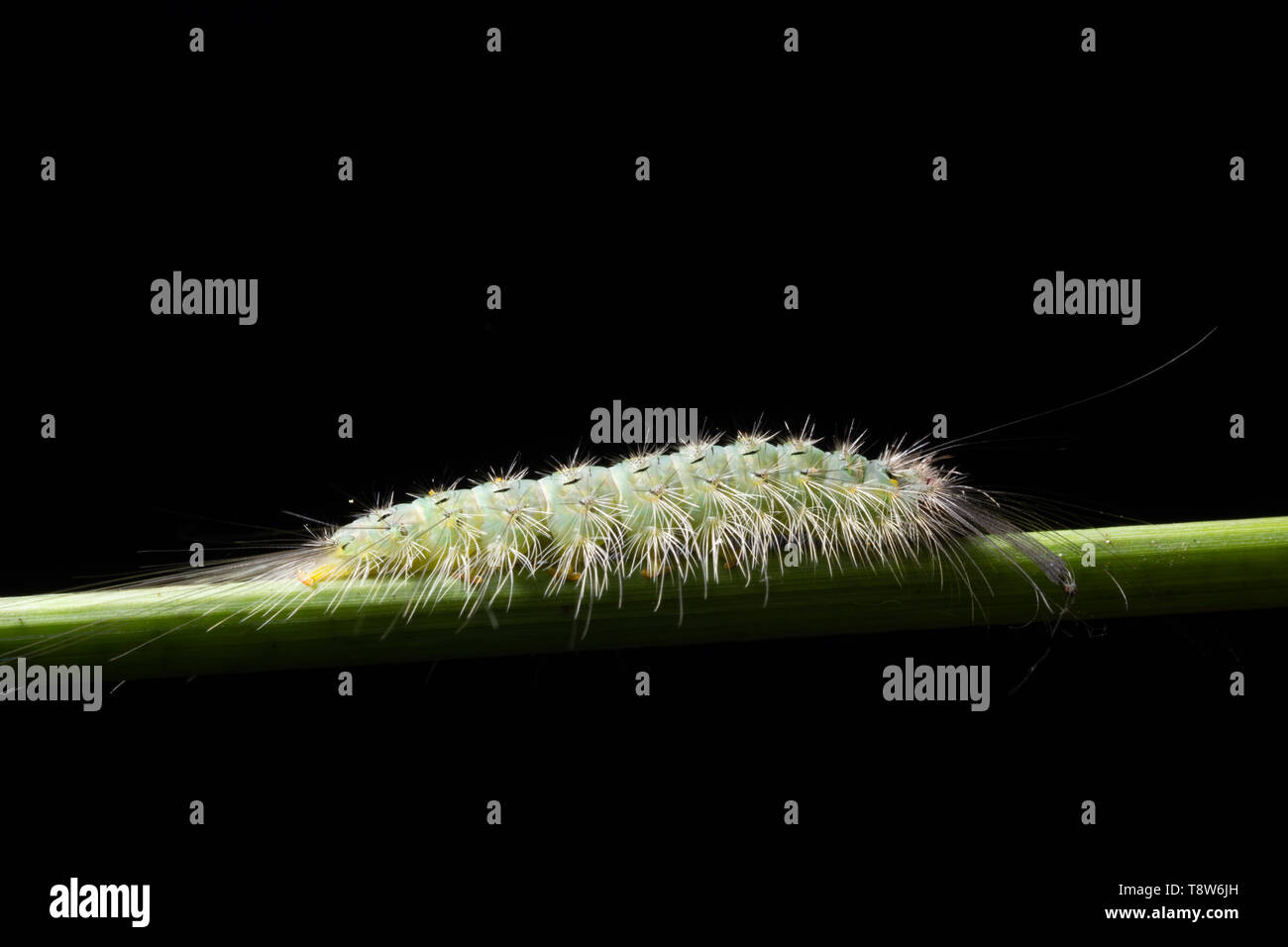 Beautiful macro worm on the plant Stock Photo - Alamy