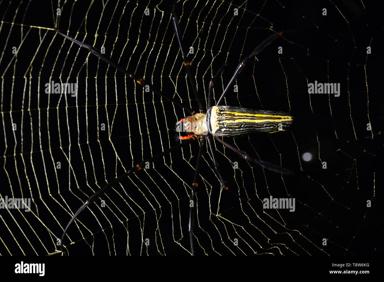 Macro spider on spider web Stock Photo - Alamy