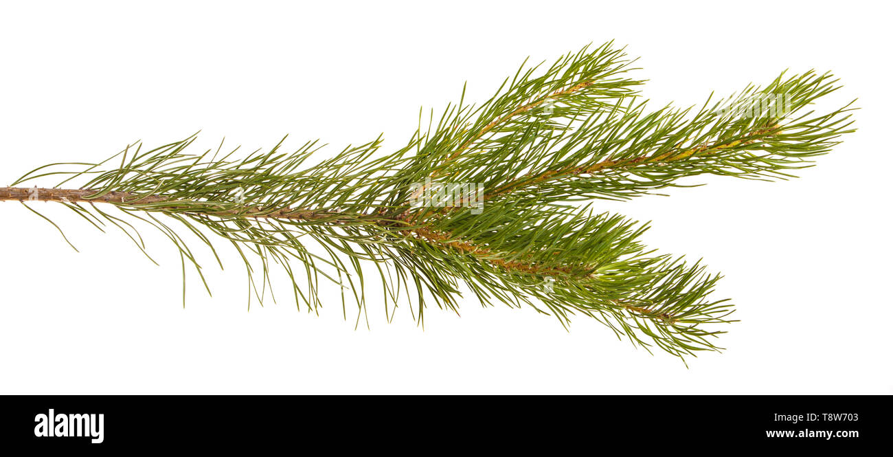 A branch of a pine tree. Isolated on white Stock Photo - Alamy