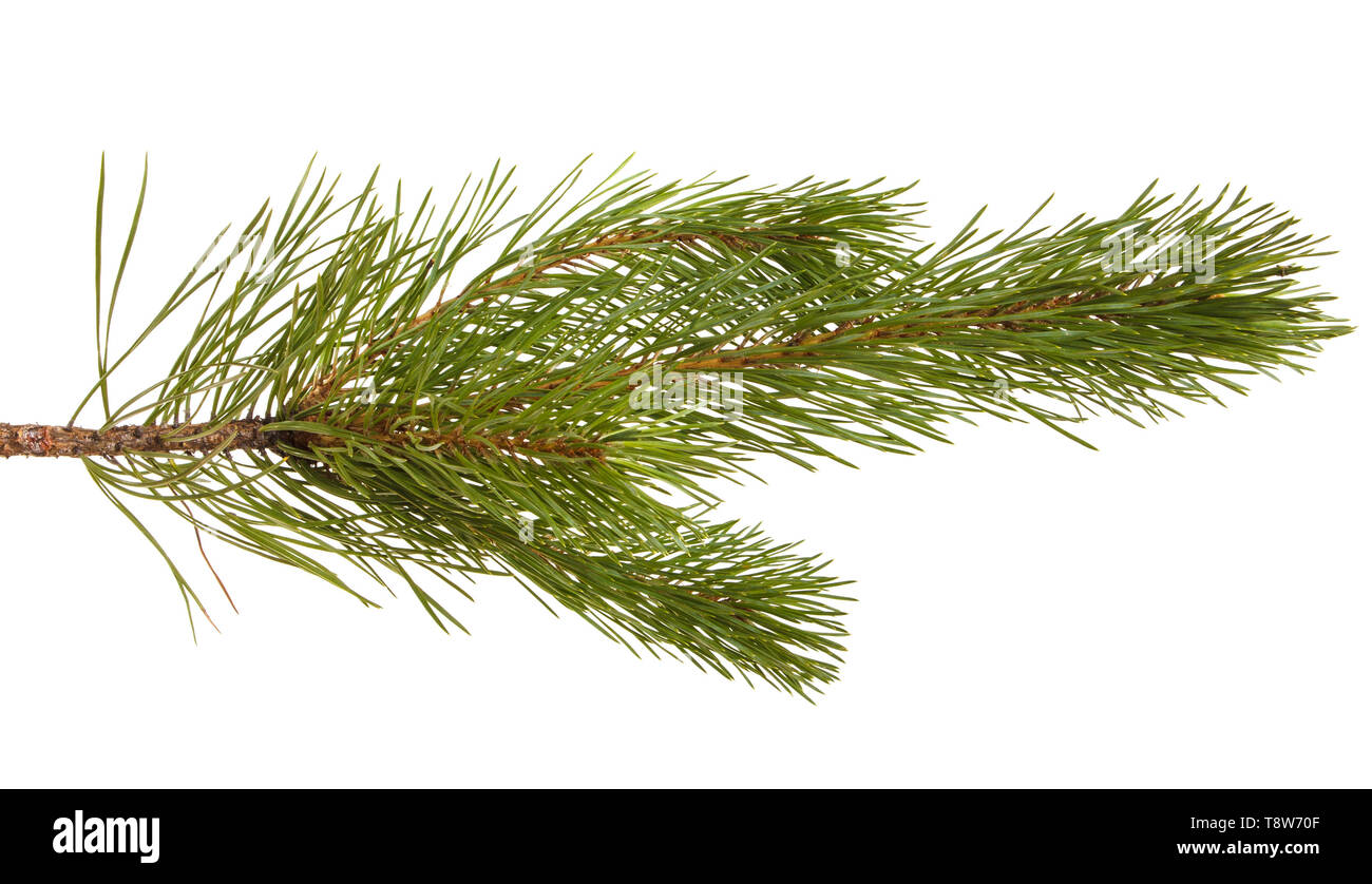 A branch of a pine tree. Isolated on white Stock Photo - Alamy