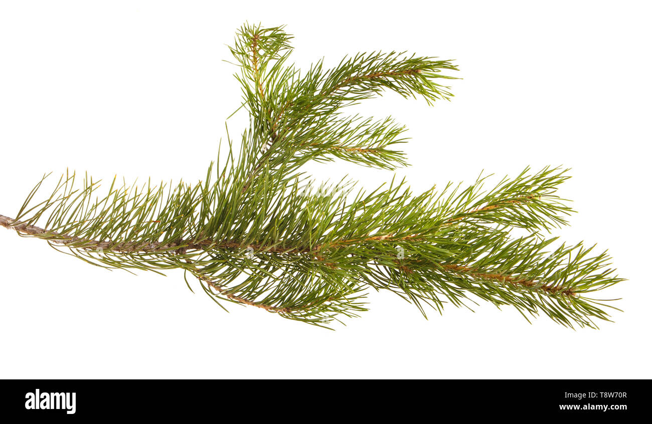 A branch of a pine tree. Isolated on white Stock Photo - Alamy