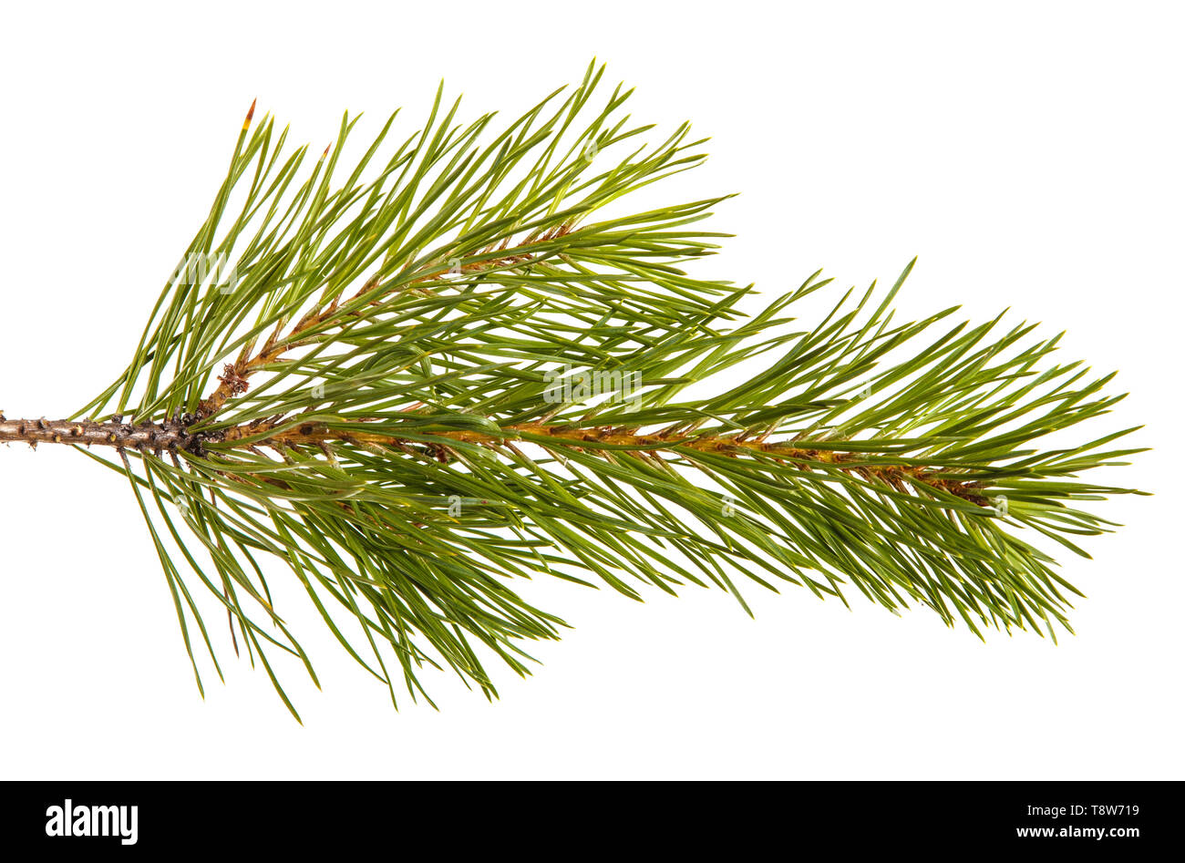A branch of a pine tree. Isolated on white Stock Photo - Alamy