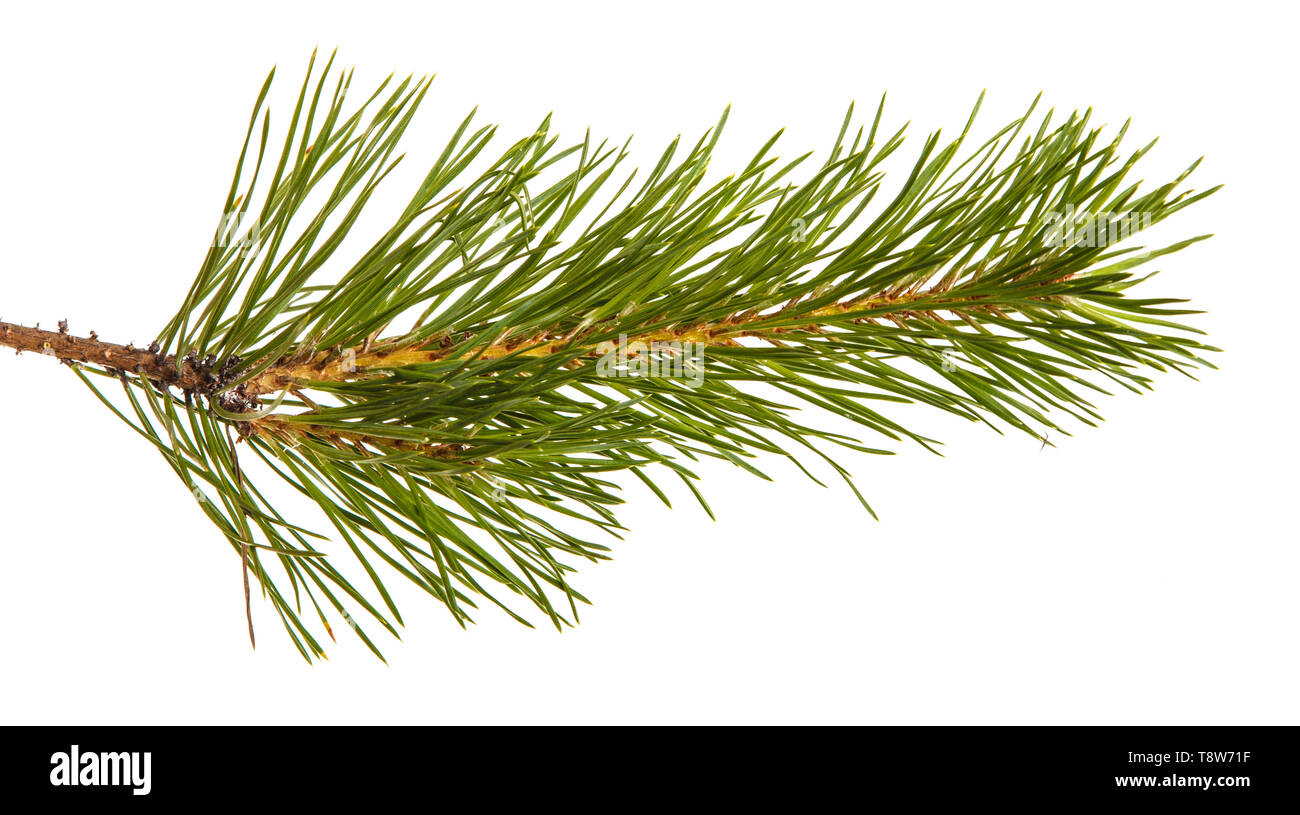 A branch of a pine tree. Isolated on white Stock Photo - Alamy