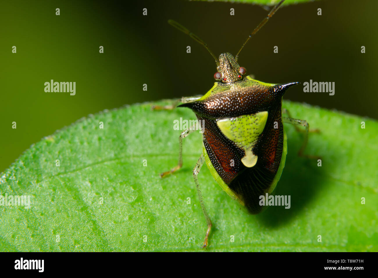 Macro background insect on leaf Stock Photo - Alamy
