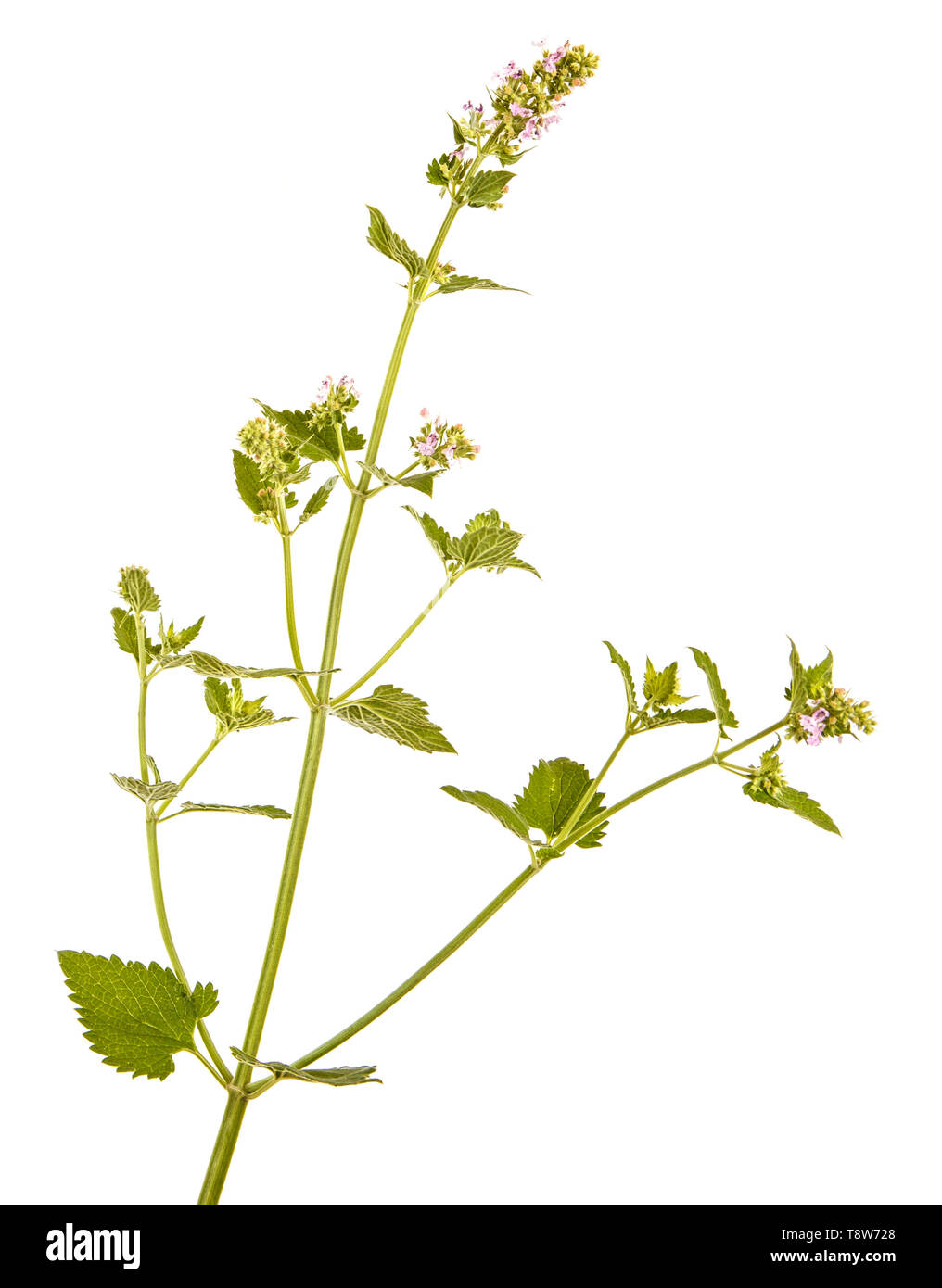A branch of peppermint. Isolated on white Stock Photo - Alamy