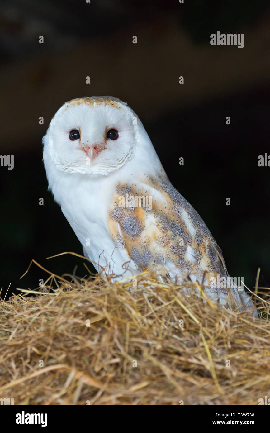 A Common Barn Owl at the Barn Owl Centre of Gloucestershire, England ...