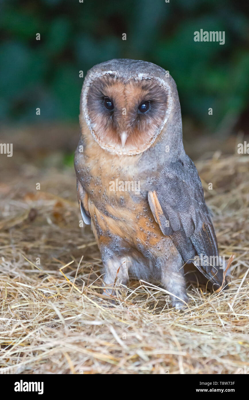 A black Barn Owl at the Barn Owl Centre of Gloucestershire, England, UK Stock Photo - Alamy