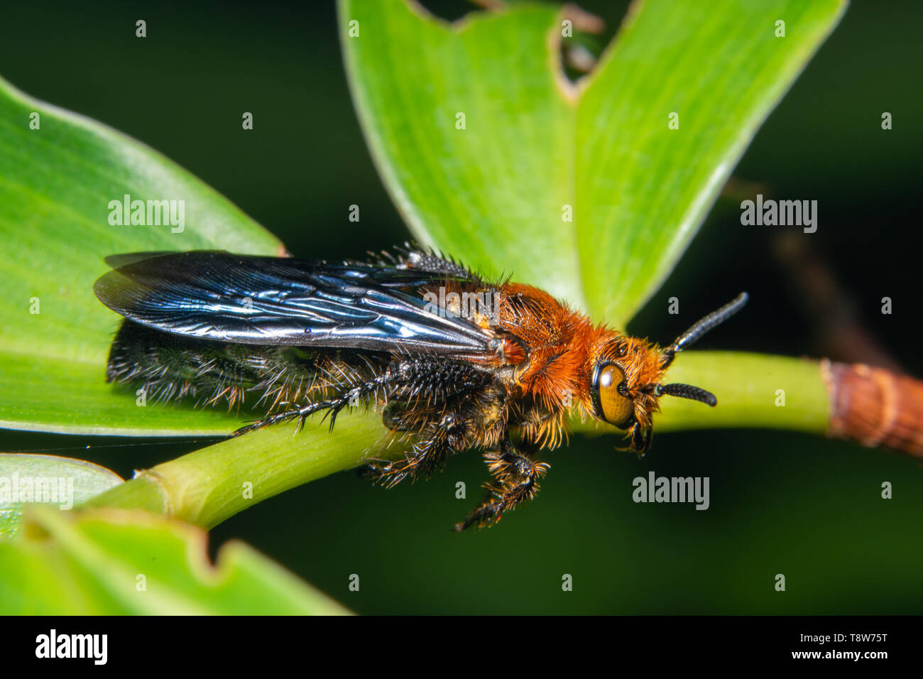 Macro background insect on leaf Stock Photo - Alamy