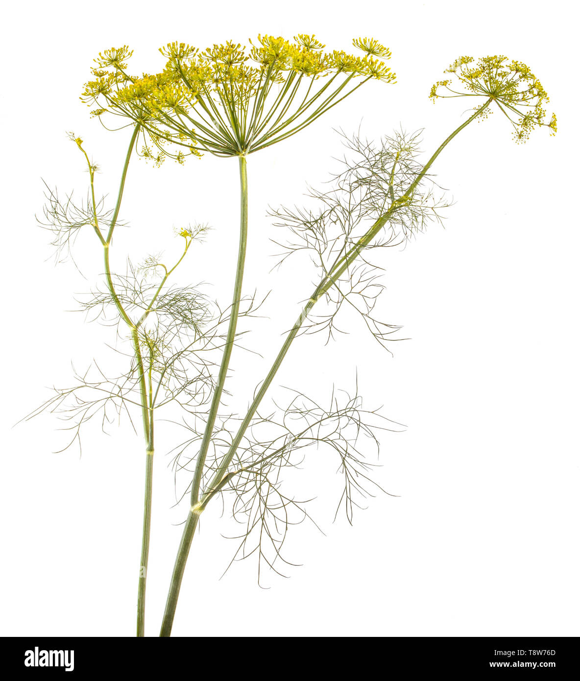Blossoming dill isolated on white Stock Photo - Alamy
