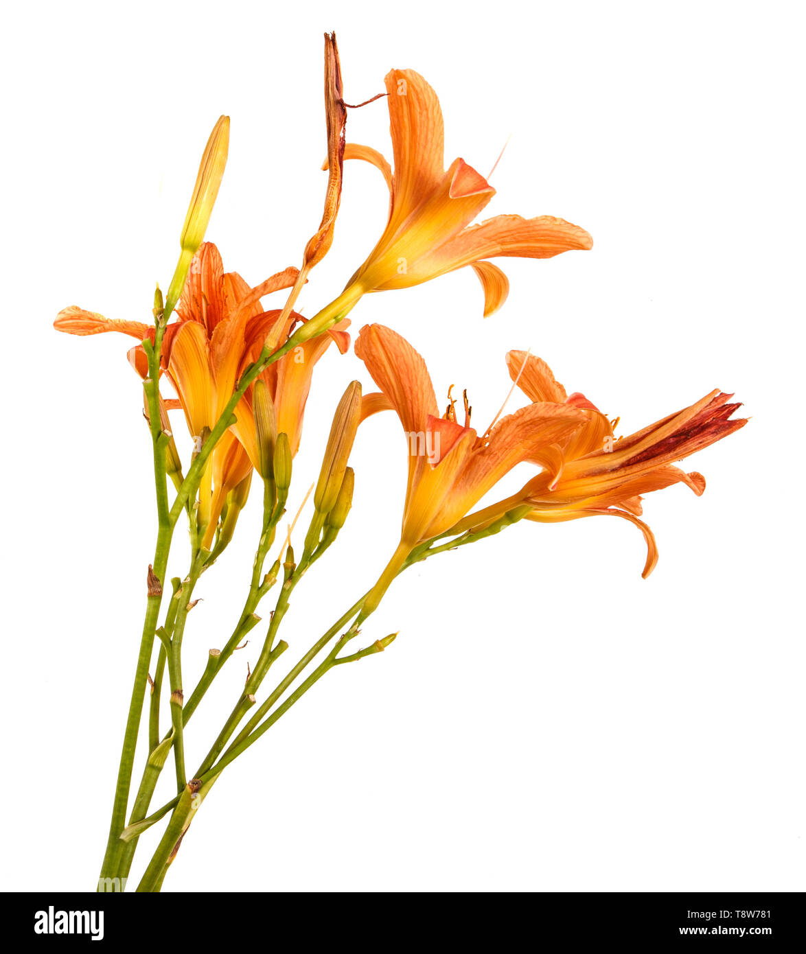 Orange red daylily bloom Cut Out Stock Images & Pictures - Alamy