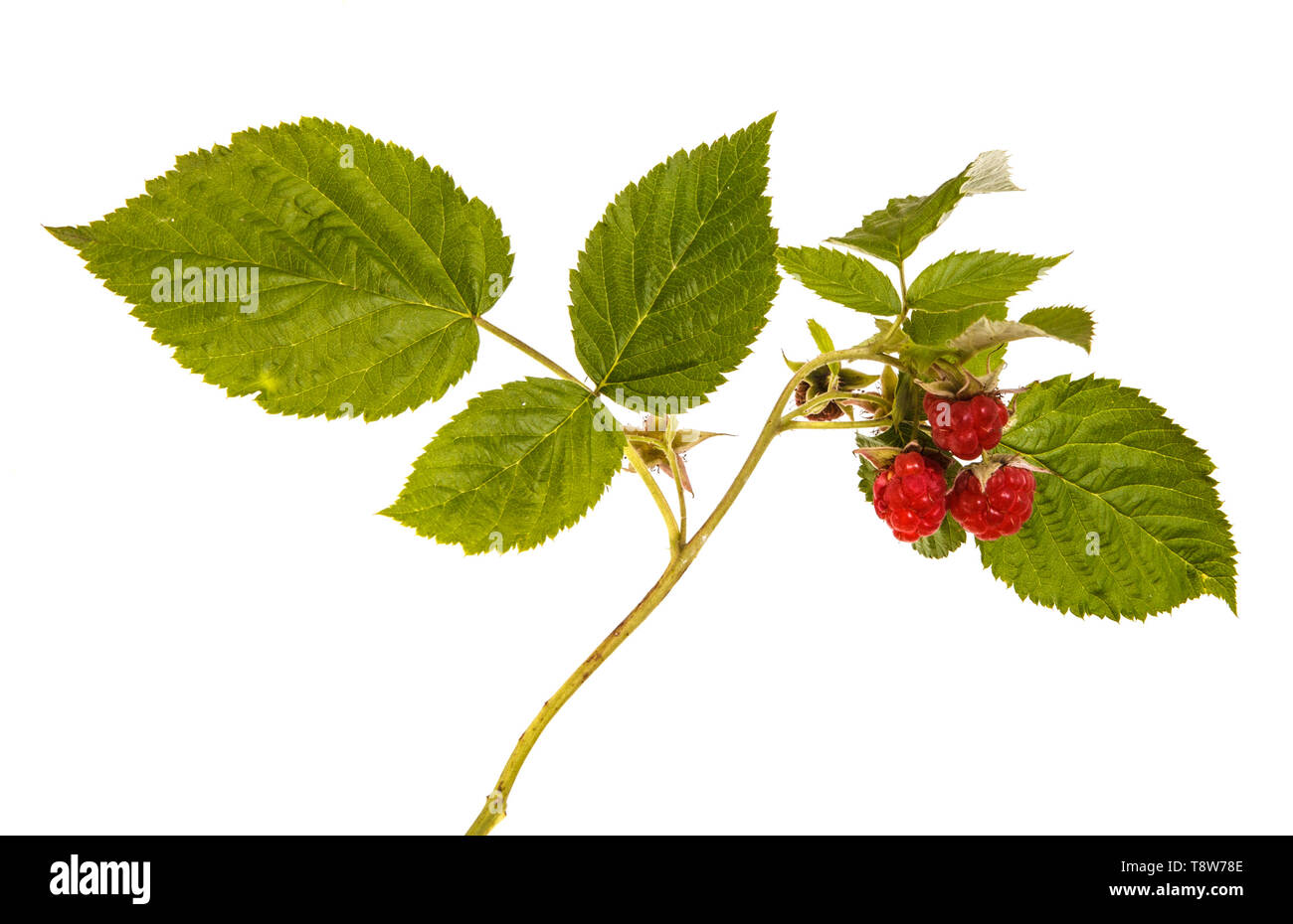 Isolate juicy hi-res stock photography and images - Alamy