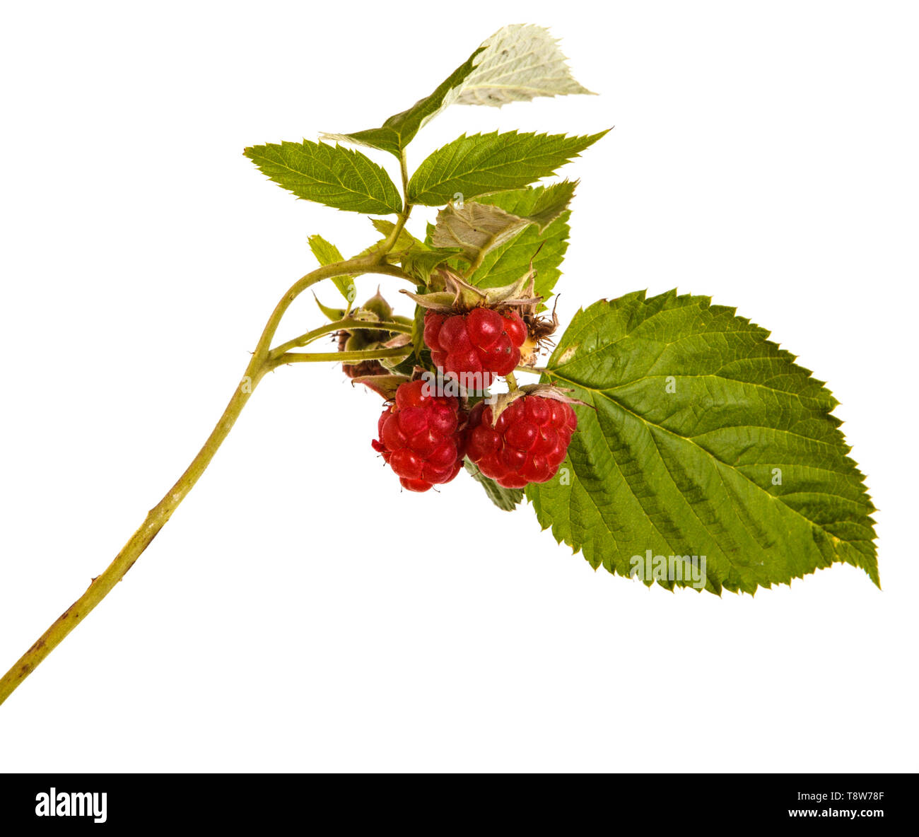 Ripe red raspberry on a branch. Isolated on white Stock Photo - Alamy
