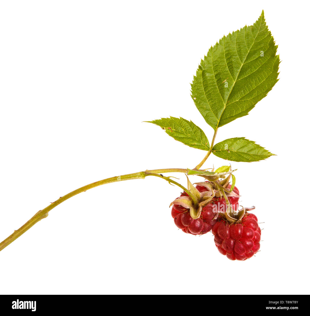 Ripe red raspberry on a branch. Isolated on white Stock Photo - Alamy