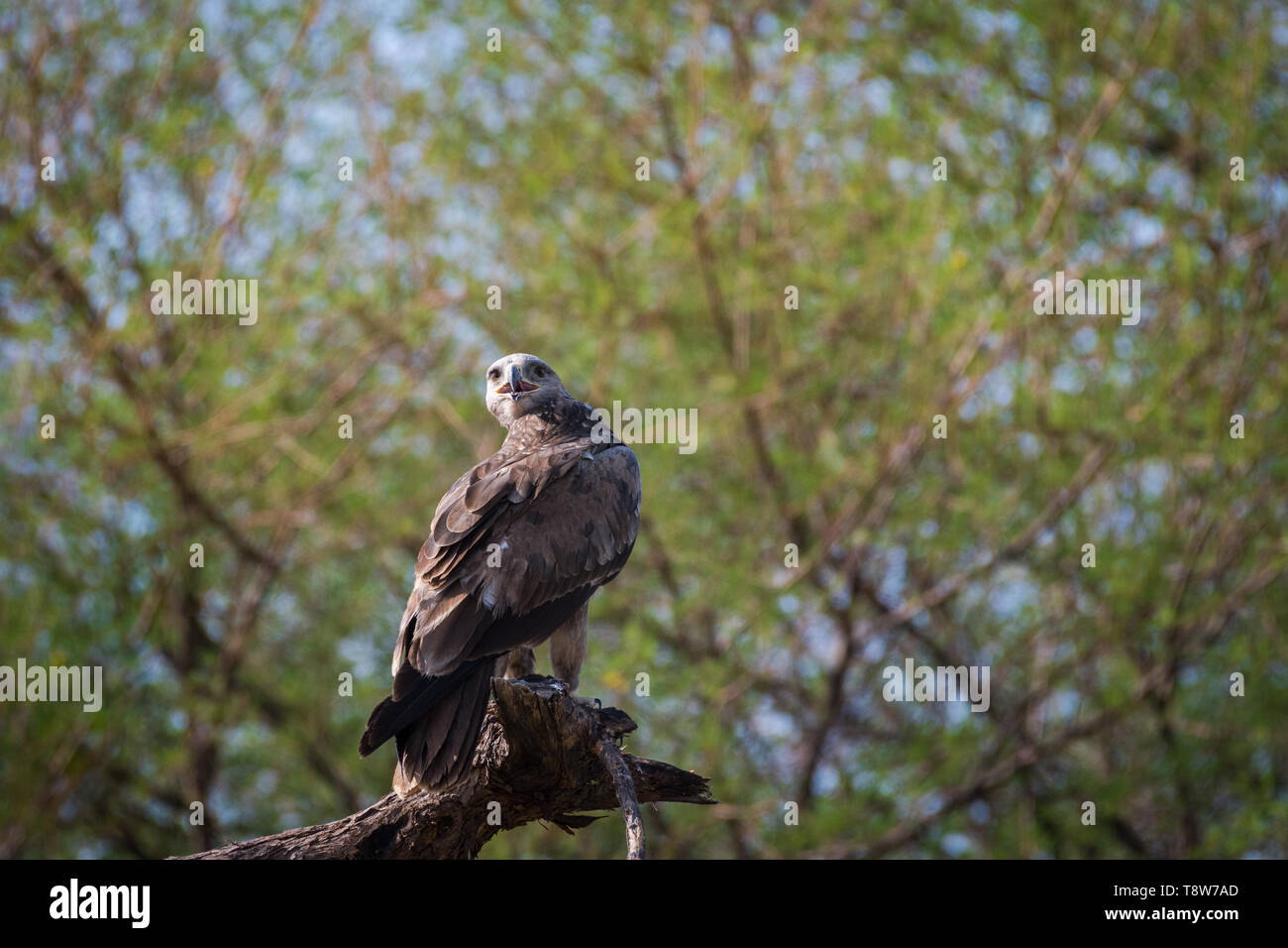 A bird of prey Tawny eagle or Aquila rapax portrait in a green ...