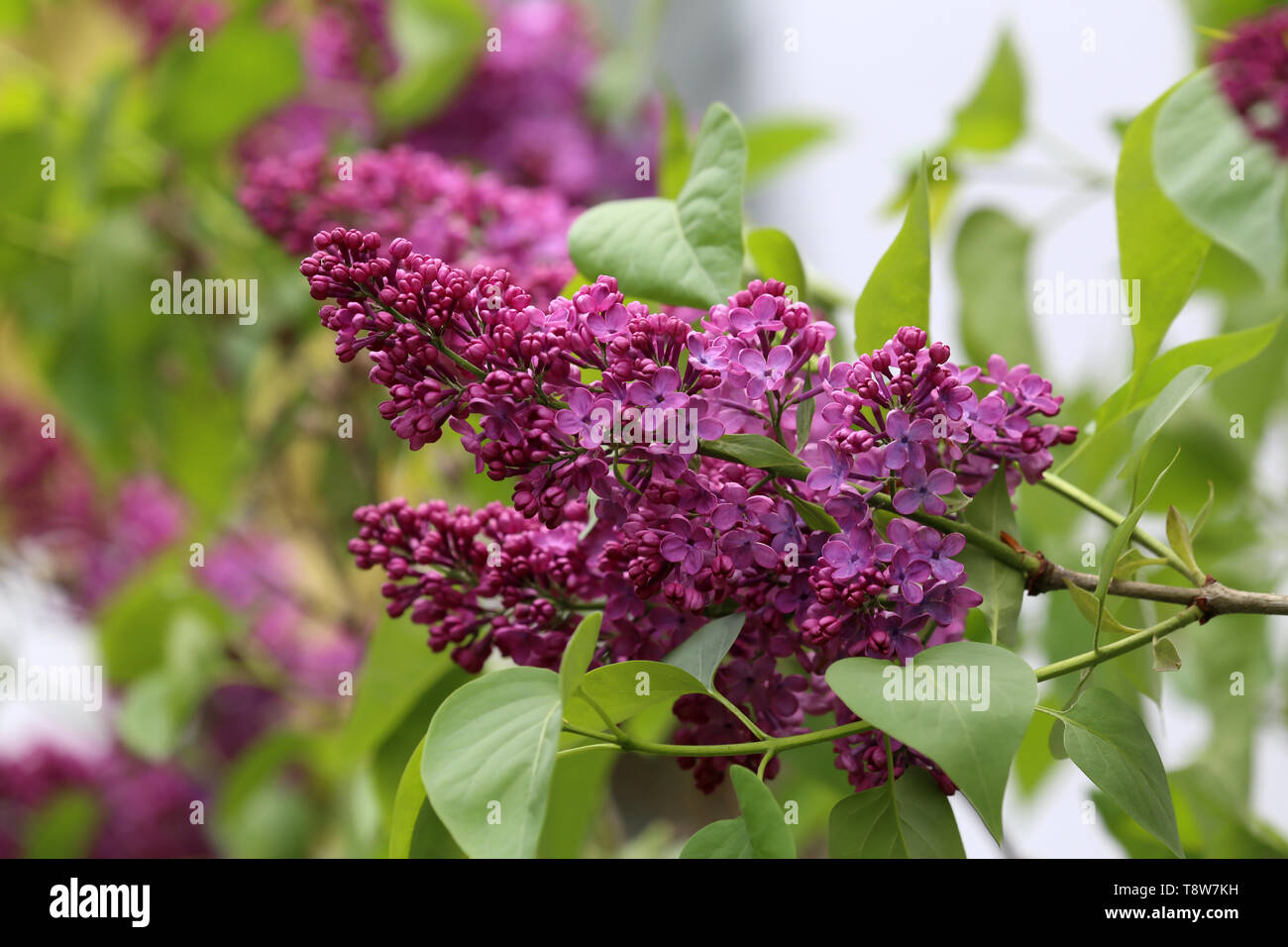 Spring. Blooming lilacs in the town park Stock Photo - Alamy