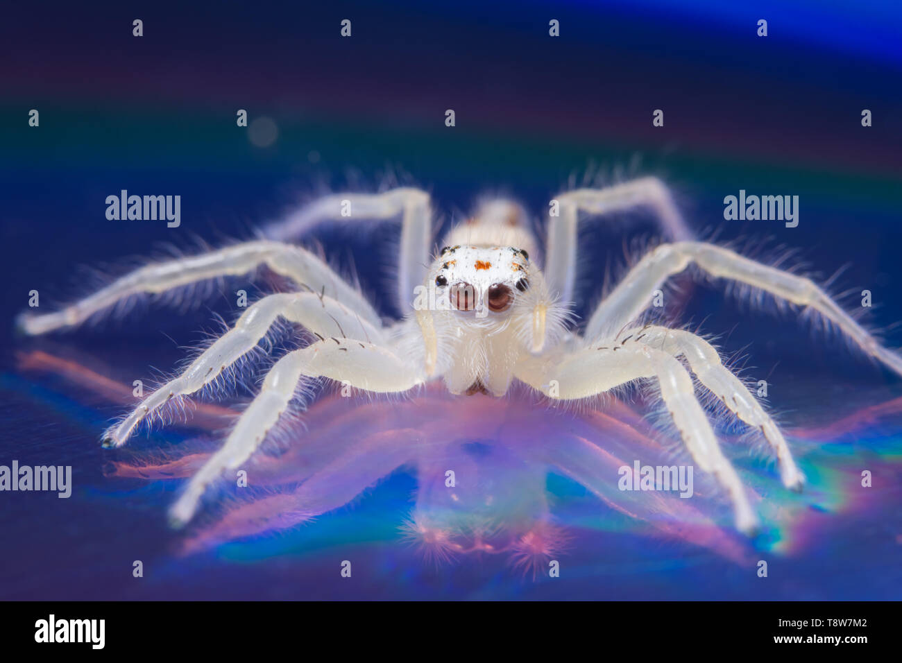Dancing white lady spider hi-res stock photography and images - Alamy