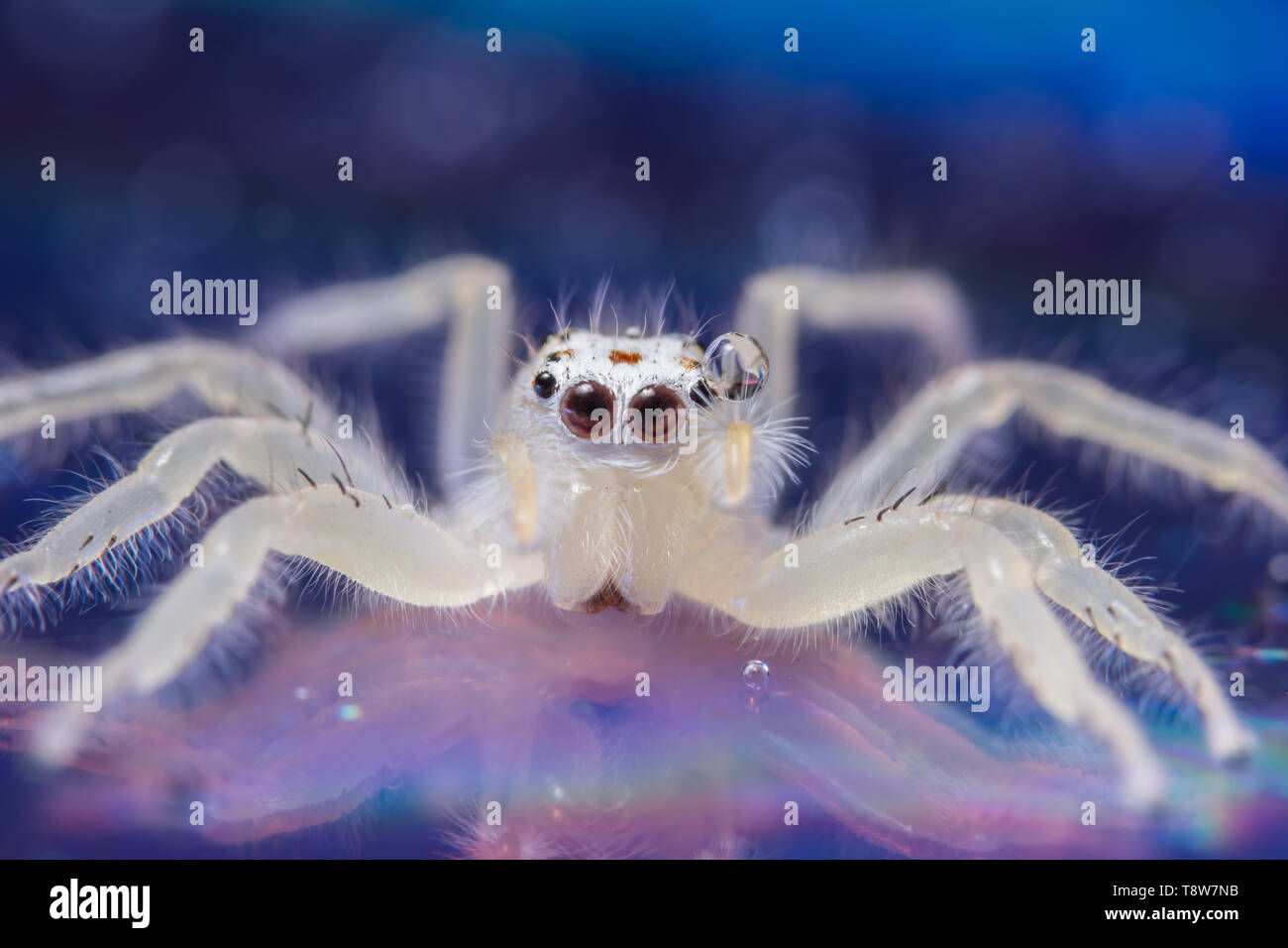 Dancing white lady spider hi-res stock photography and images - Alamy