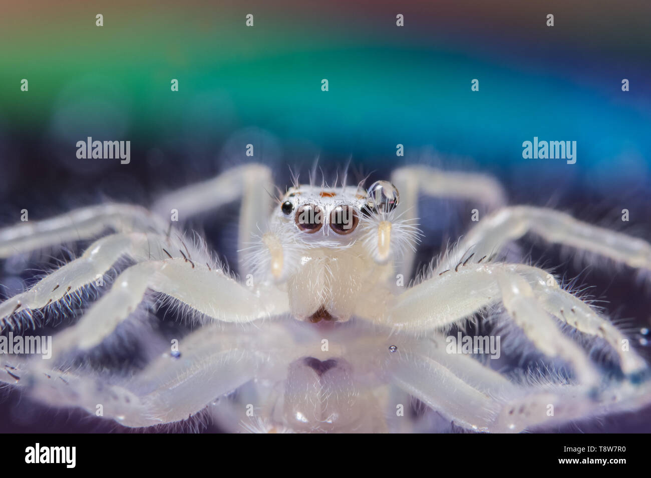 Dancing white lady spider hi-res stock photography and images - Alamy