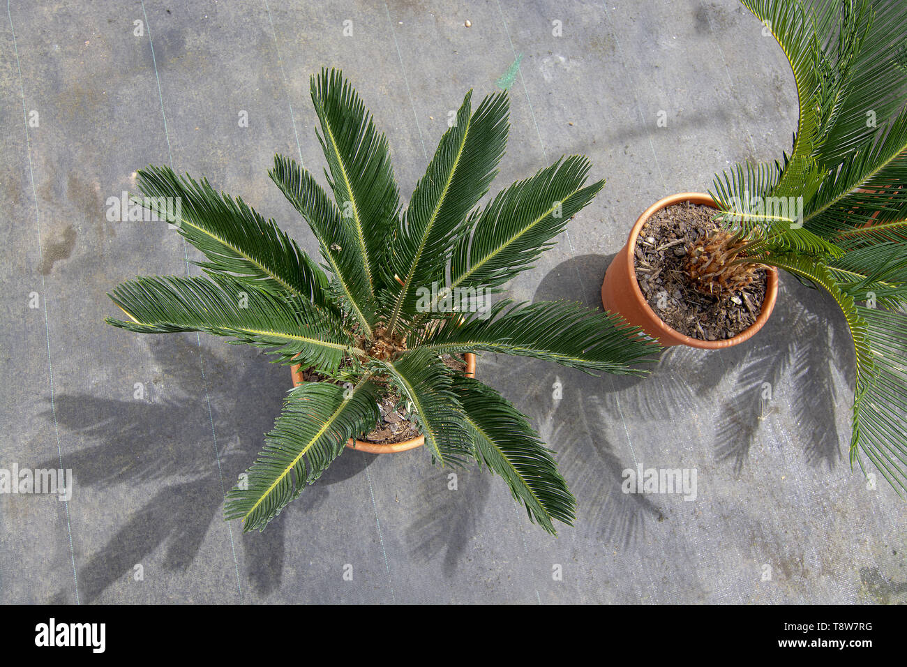 Endemic palm tree in pot from above in Mallorca, Spain Stock Photo - Alamy