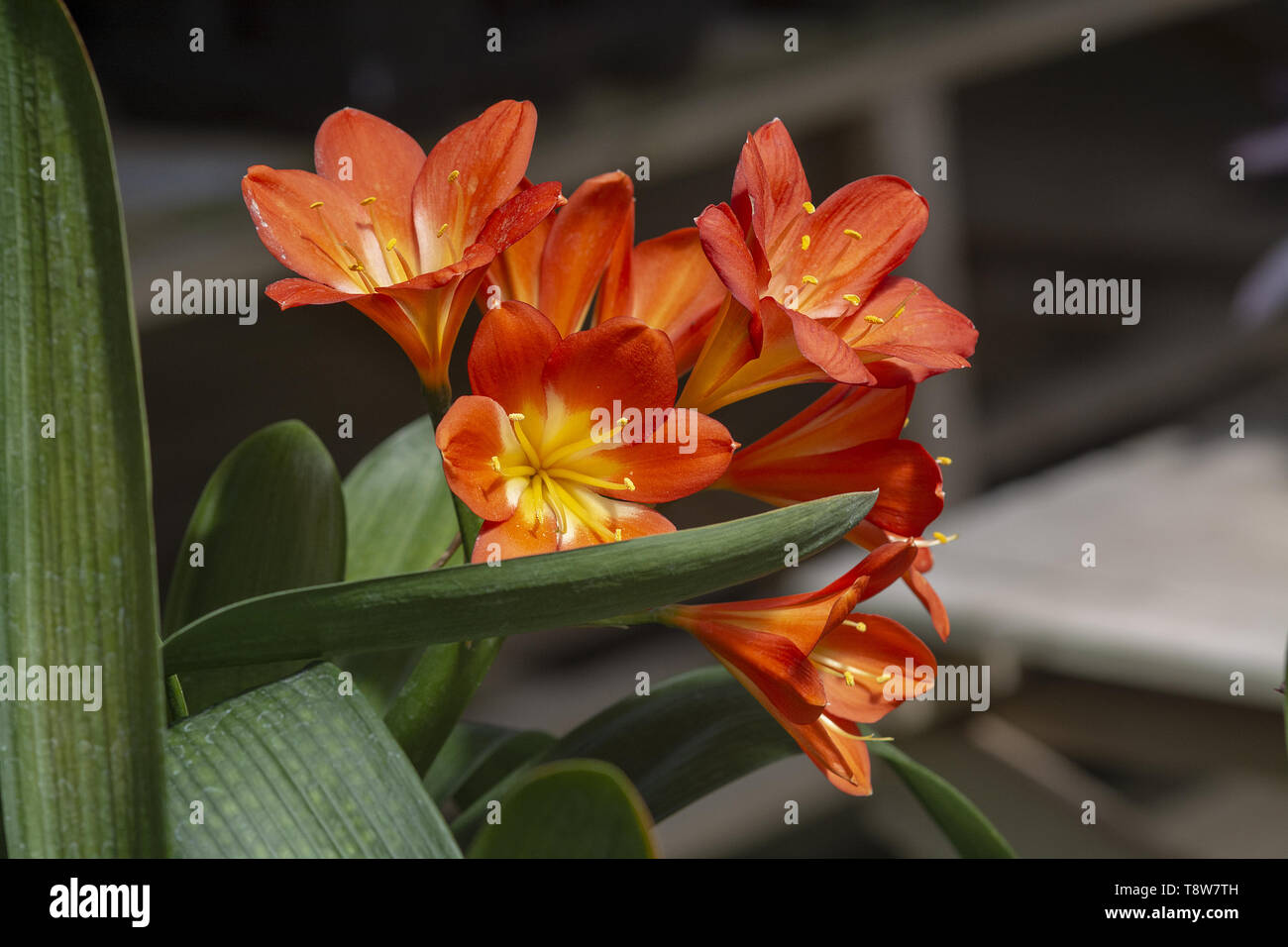 Orange color clivia flowers closeup macro photo Stock Photo - Alamy