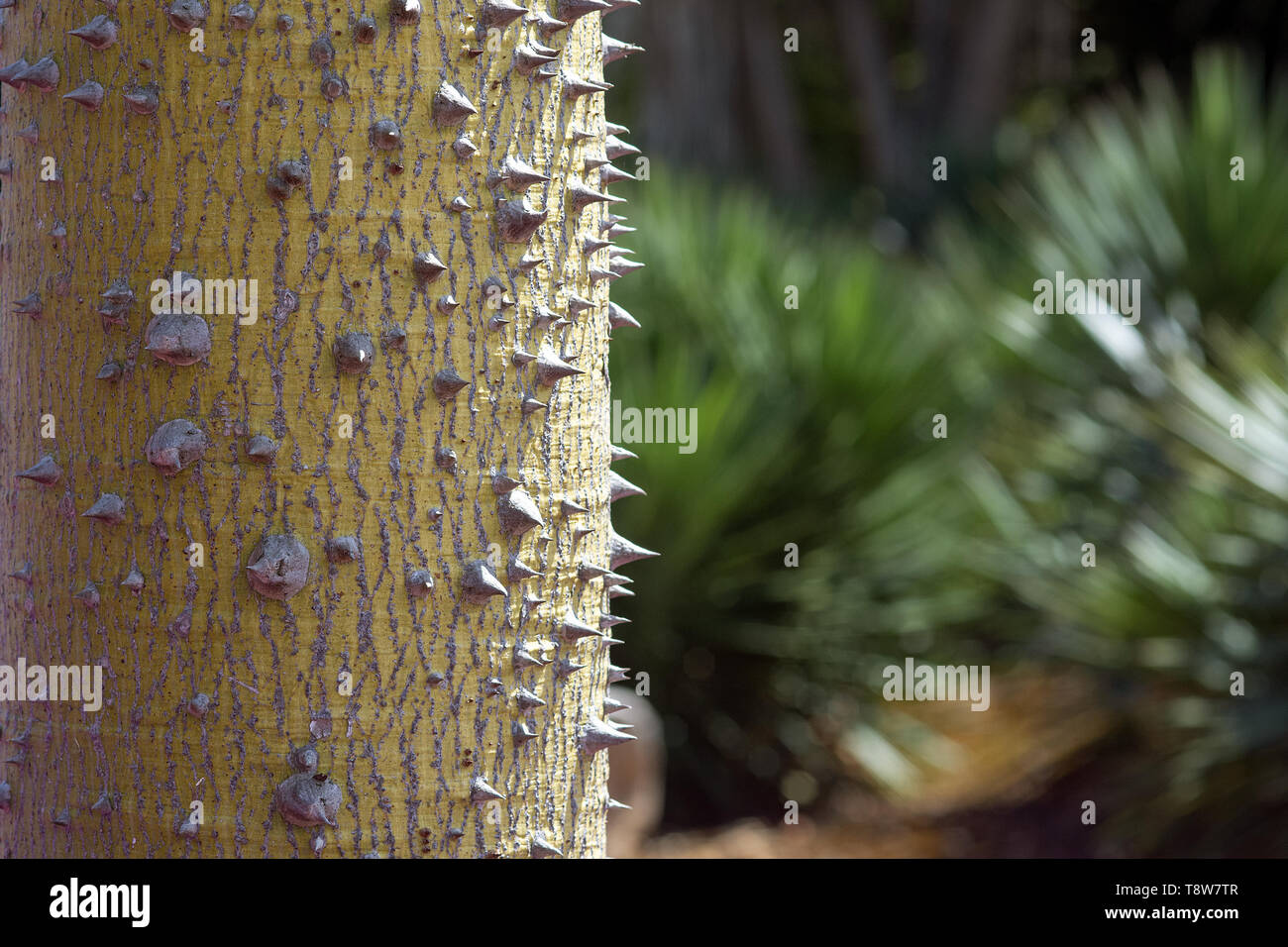 Chorisia tree hi-res stock photography and images - Alamy