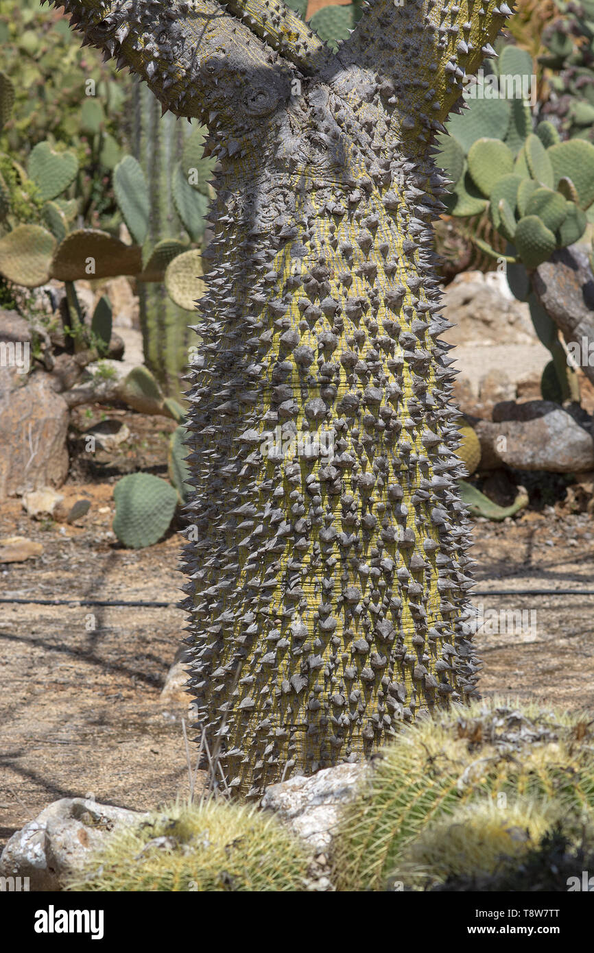 Chorisia tree trunk with aggressively sharp thorns closeup macro photo ...