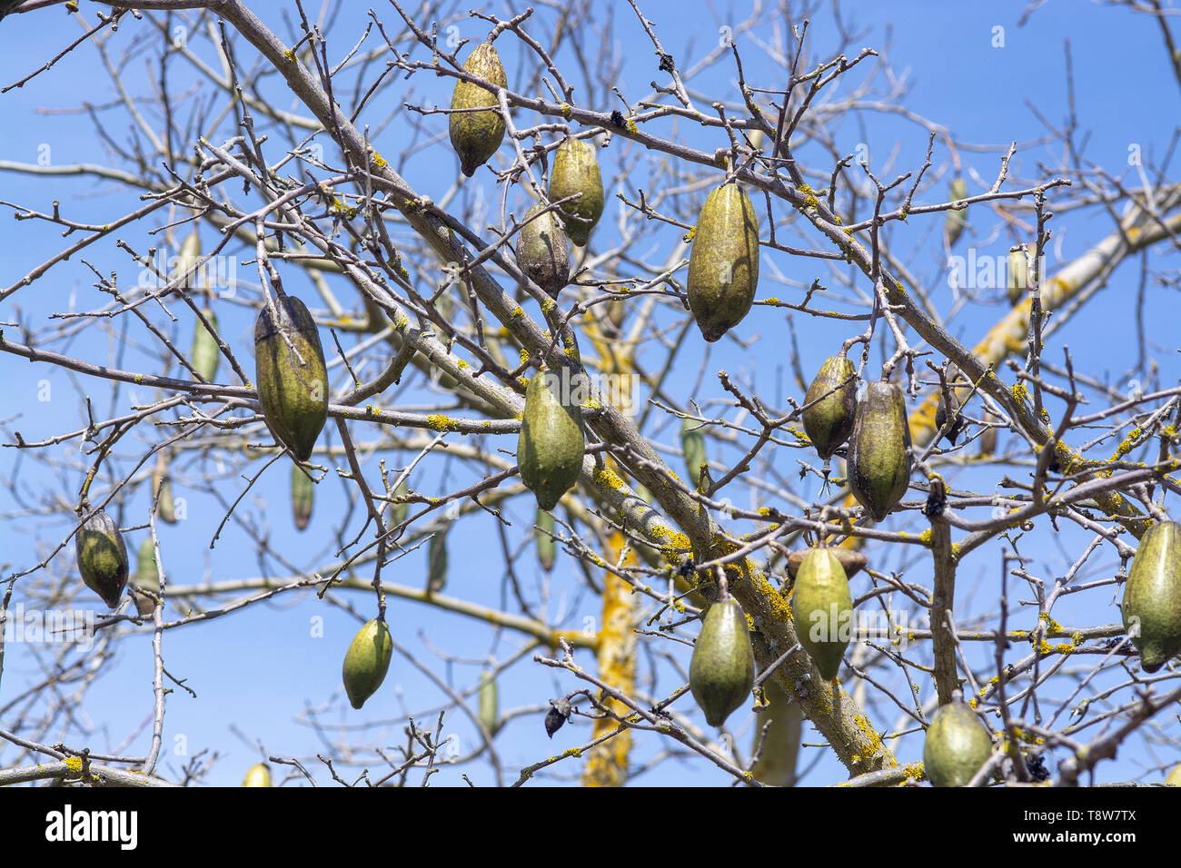 Chorisia insignis tree hi-res stock photography and images - Alamy