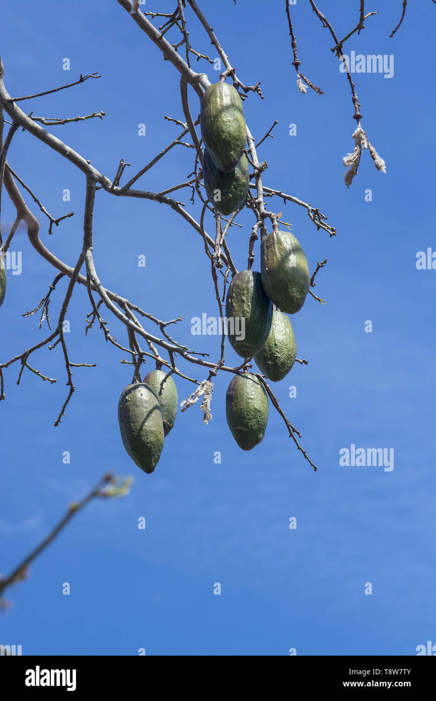 Chorisia tree hi-res stock photography and images - Alamy