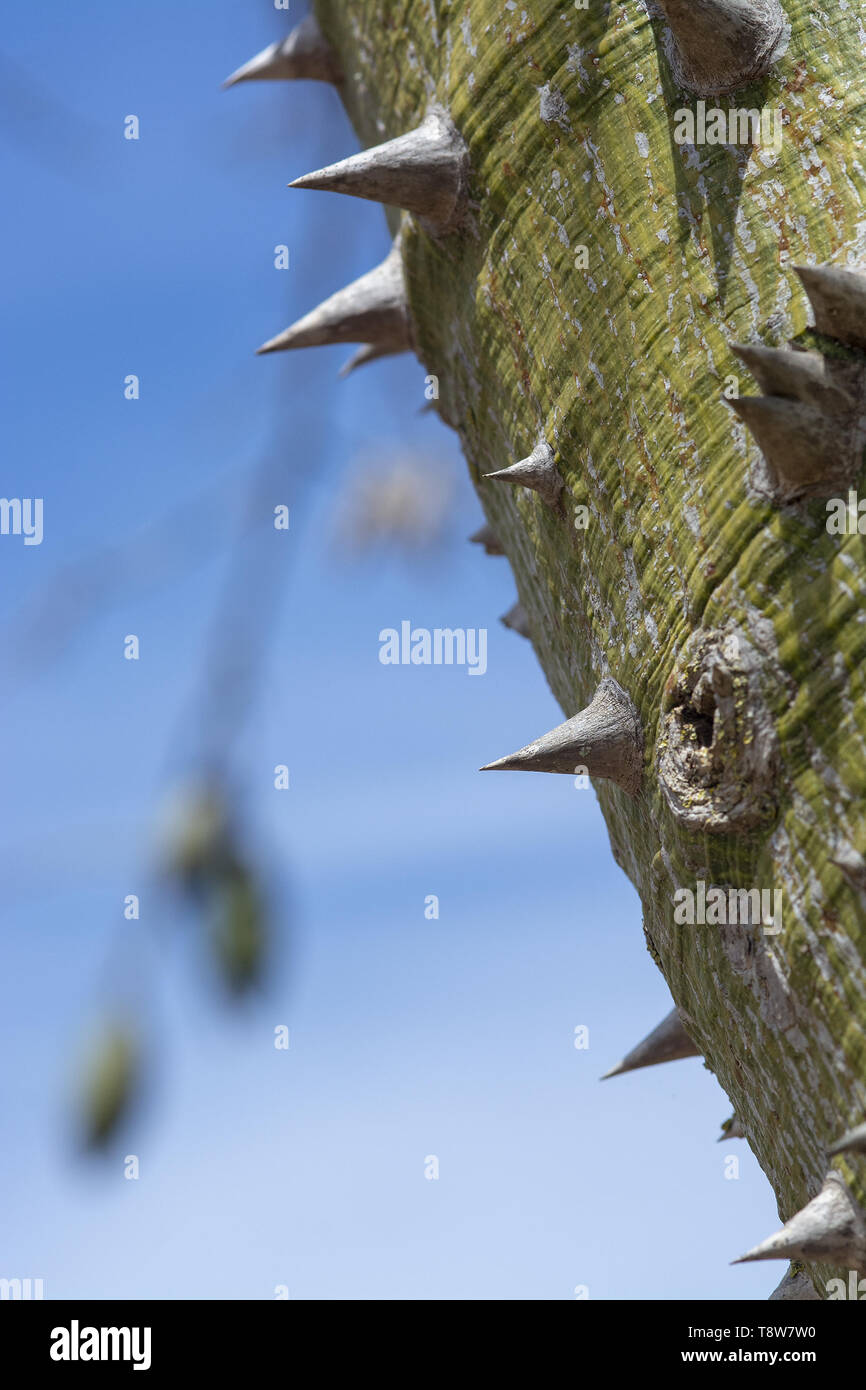 Chorisia tree hi-res stock photography and images - Alamy