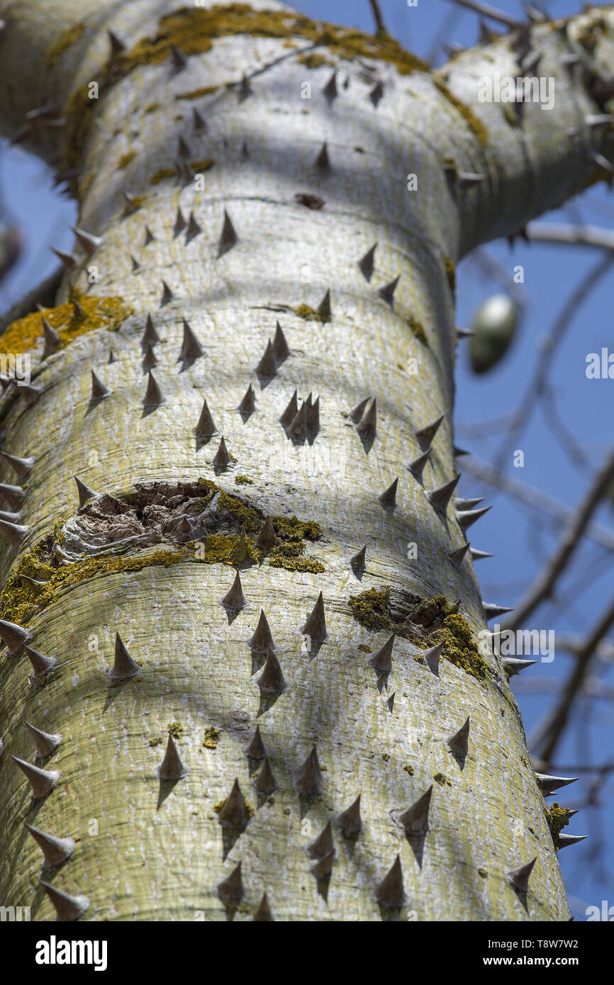 Chorisia tree hi-res stock photography and images - Alamy