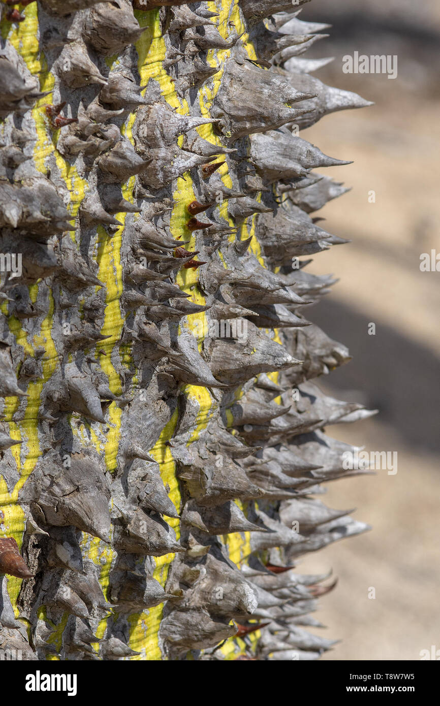 Chorisia tree hi-res stock photography and images - Alamy