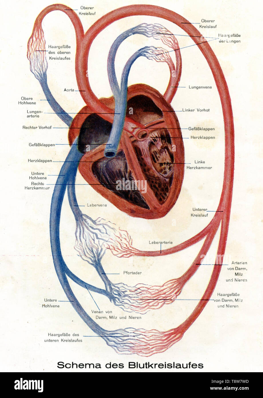 Scheme of blood circulation in humans Stock Photo - Alamy