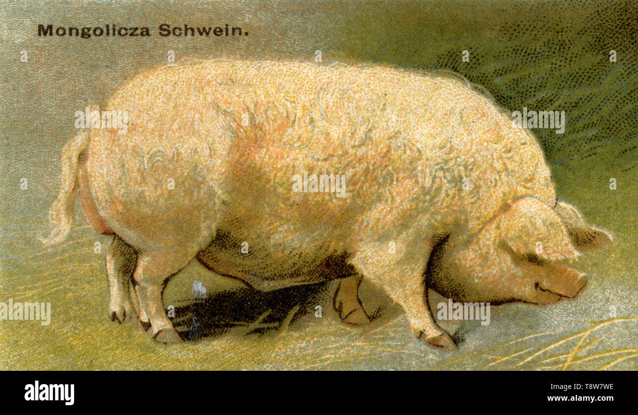 Mangalitza porc hi-res stock photography and images - Alamy
