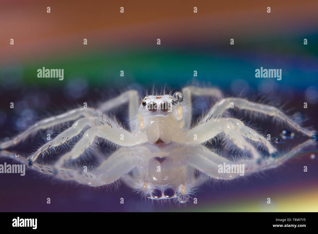 Dancing white lady spider hi-res stock photography and images - Alamy