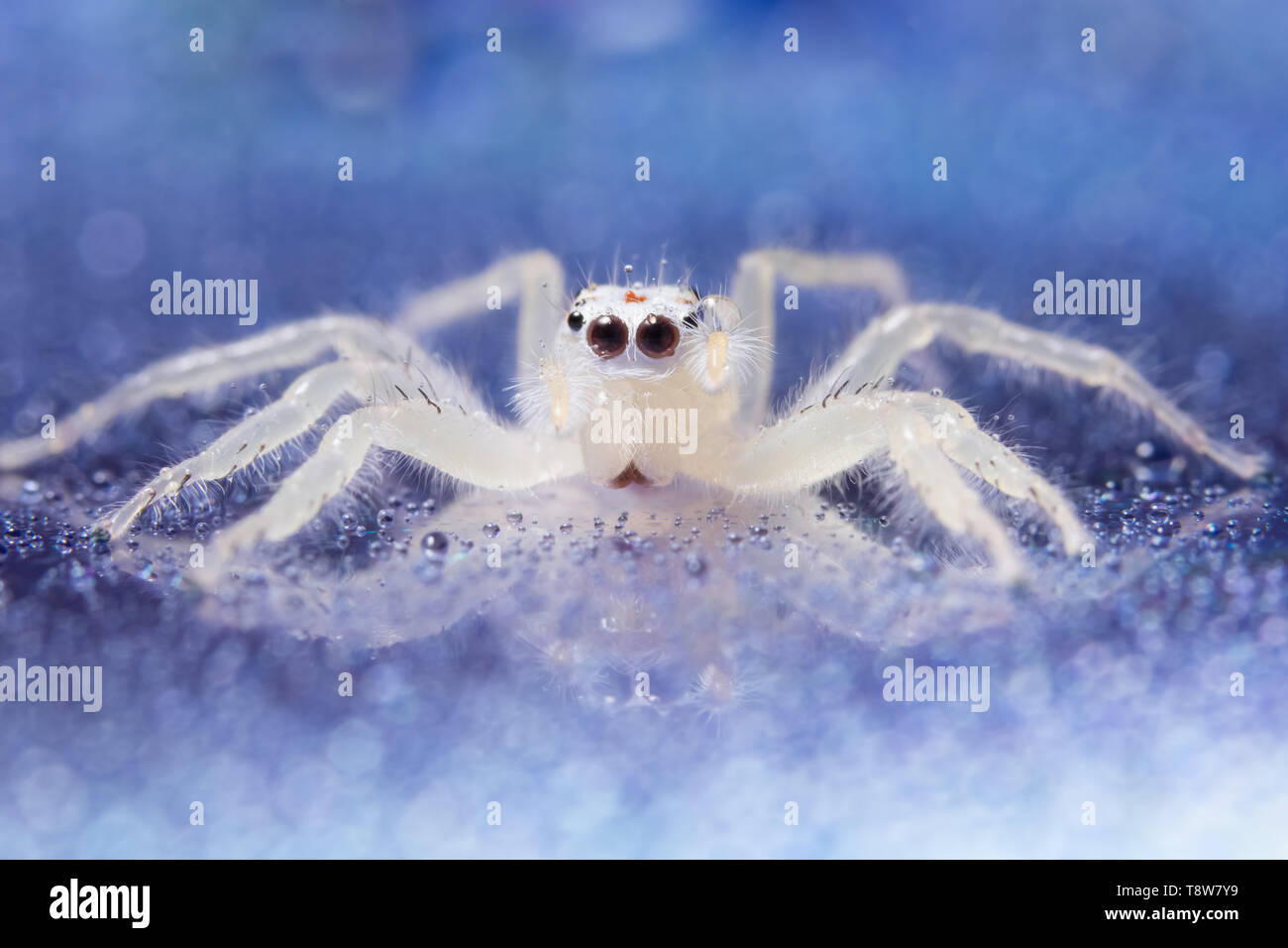 Macro spider white Stock Photo - Alamy
