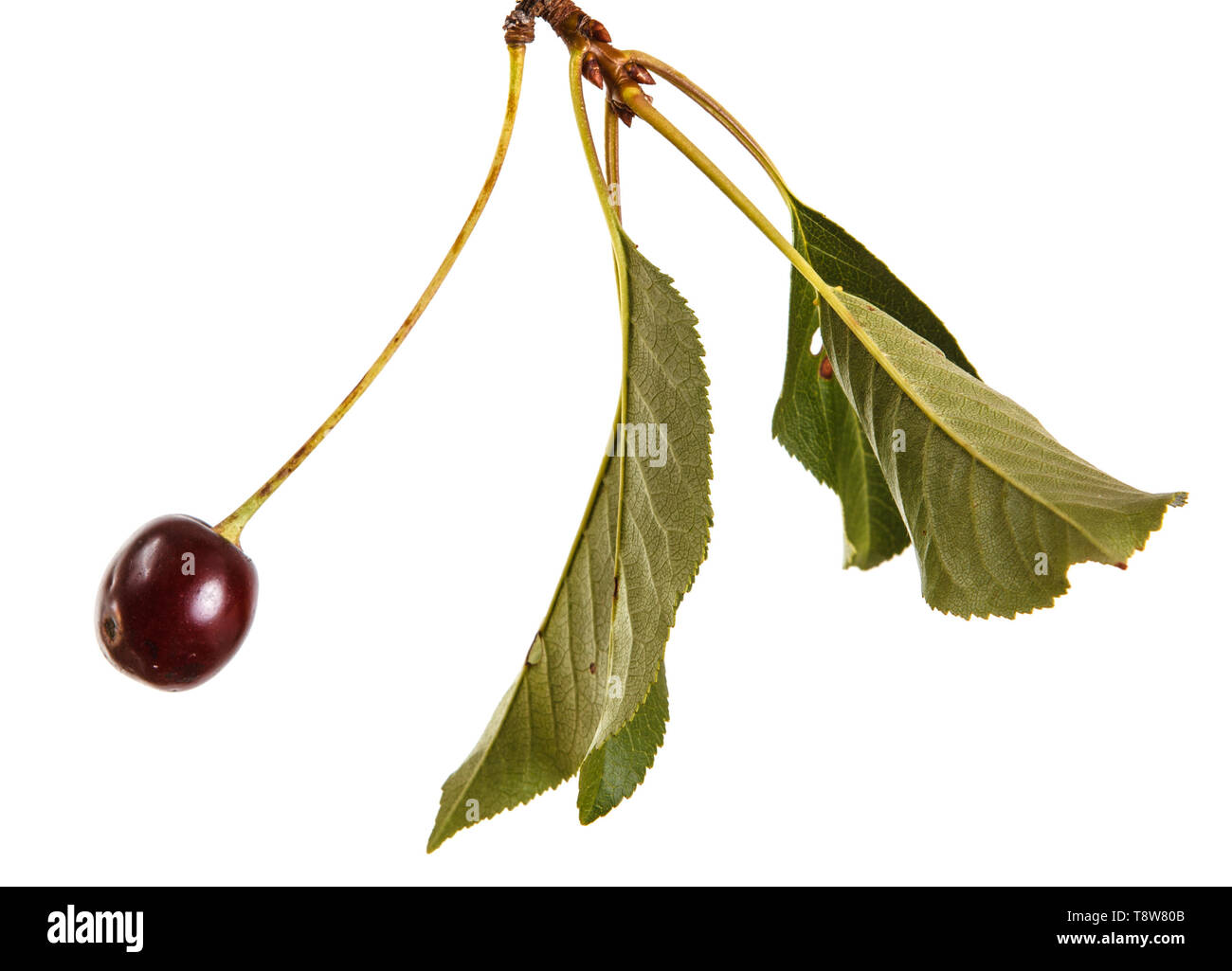 A ripe cherry on a branch. Isolated on white Stock Photo - Alamy