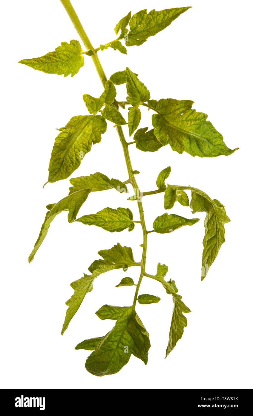 Leaves tomato hi-res stock photography and images - Alamy