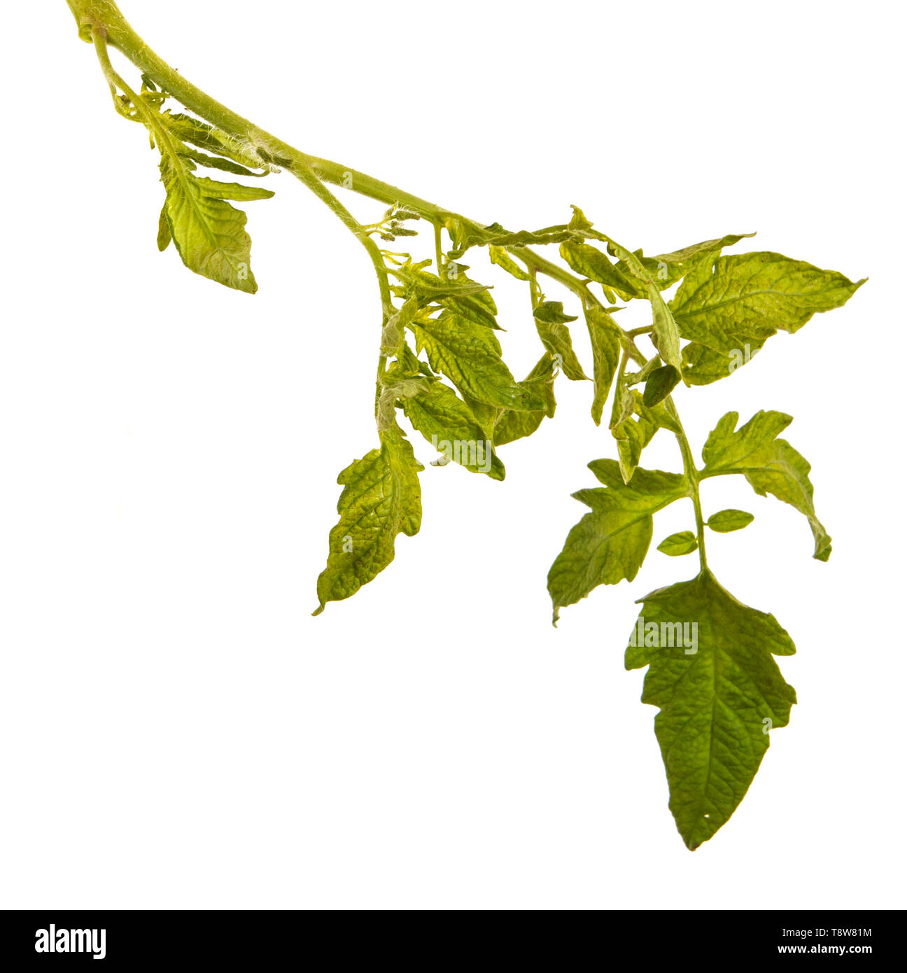 Tomato plant leaves hi-res stock photography and images - Alamy