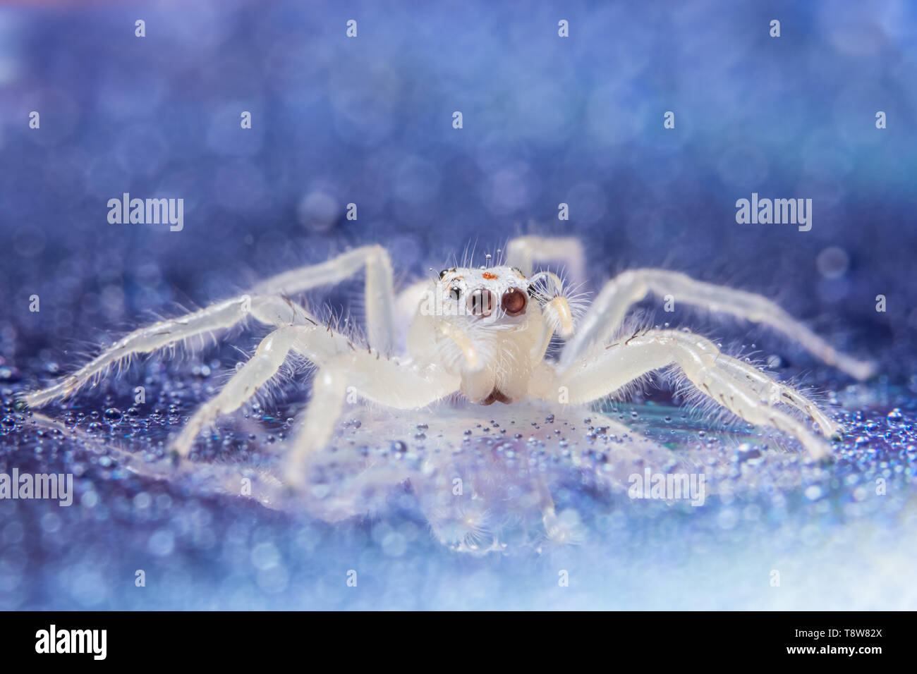 Dancing white lady spider hi-res stock photography and images - Alamy