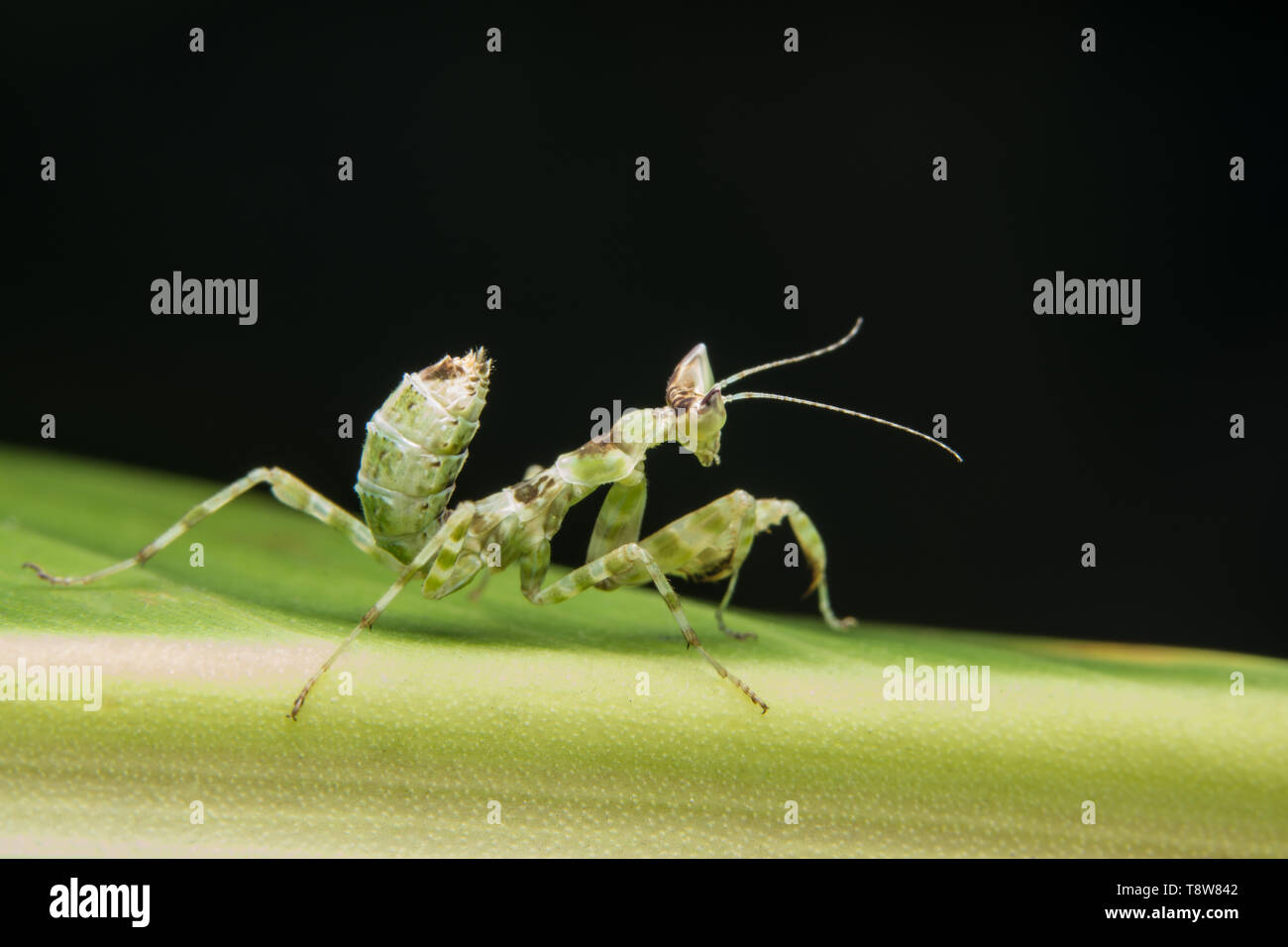 Macro Mantodea on the leaf Stock Photo - Alamy