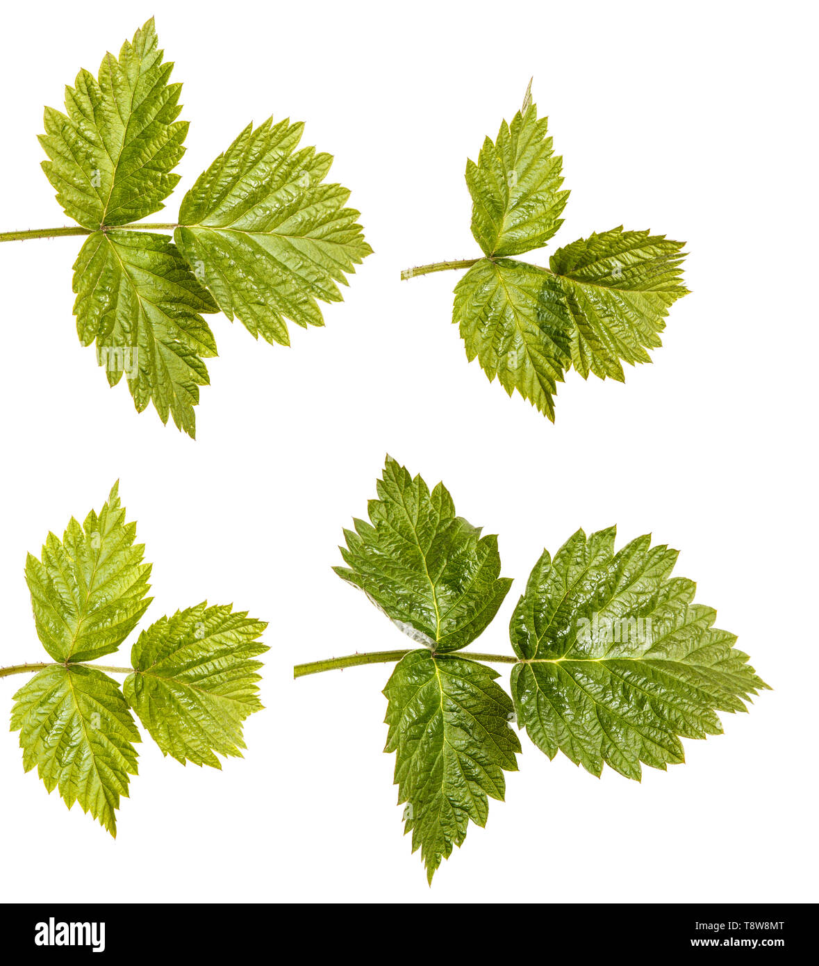Young green raspberry sprout with green leaves. Isolated on white. Set ...