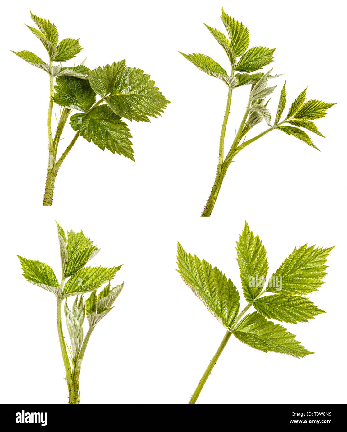 Young green raspberry sprout with green leaves. Isolated on white. Set ...