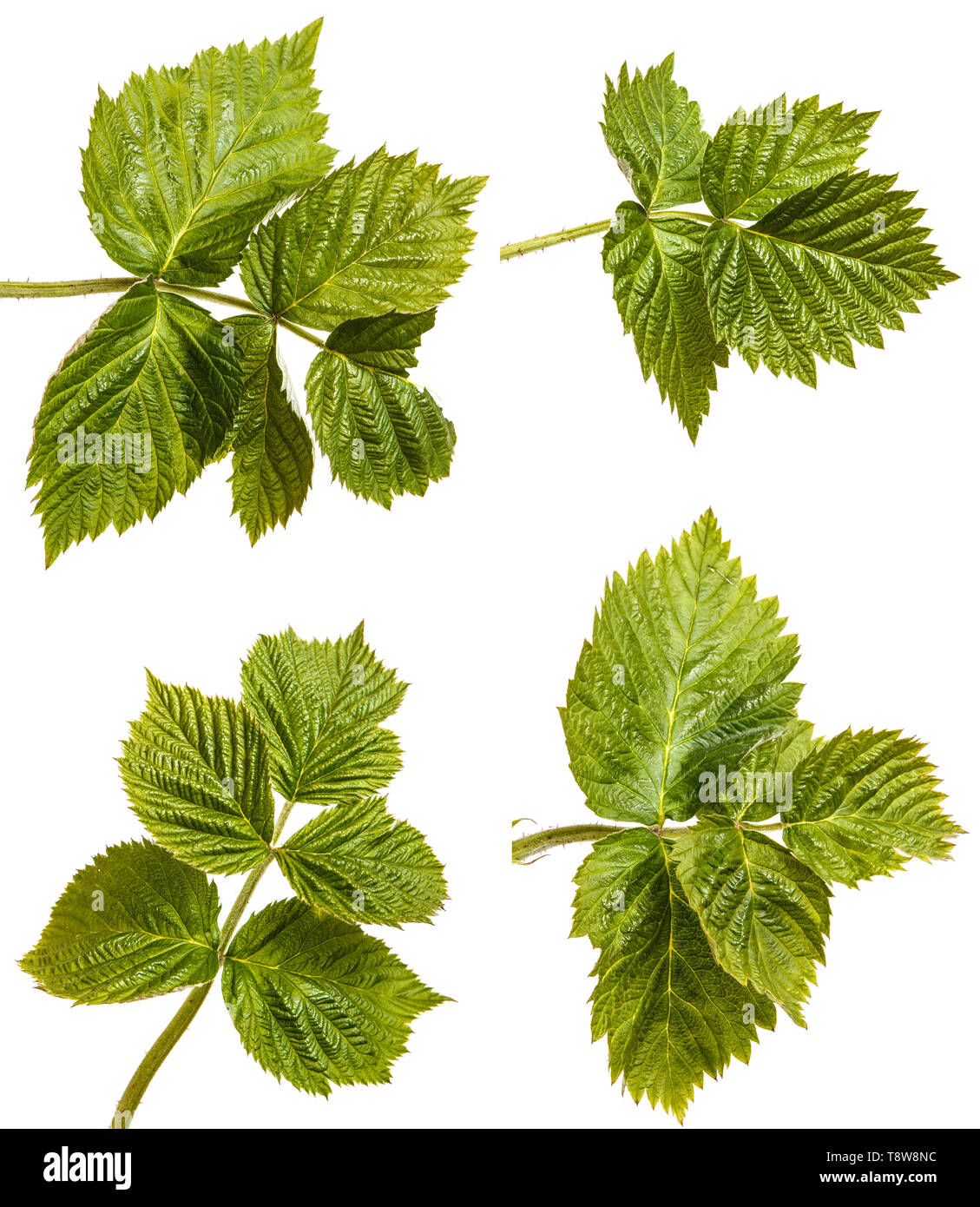 Young green raspberry sprout with green leaves. Isolated on white. Set ...
