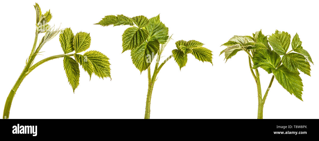 Young green raspberry sprout with green leaves. Isolated on white. Set ...