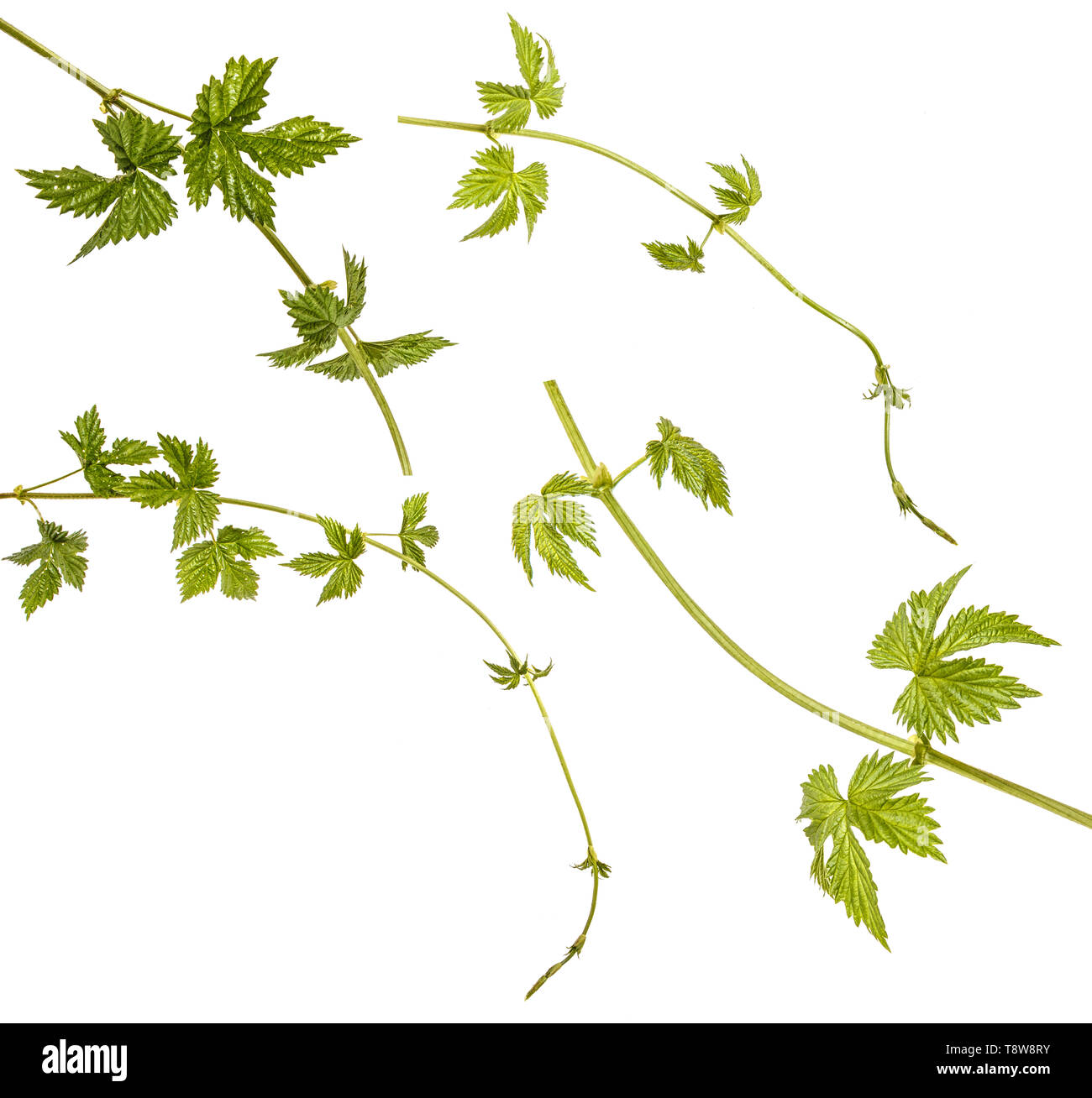 Sprout collection hi-res stock photography and images - Alamy