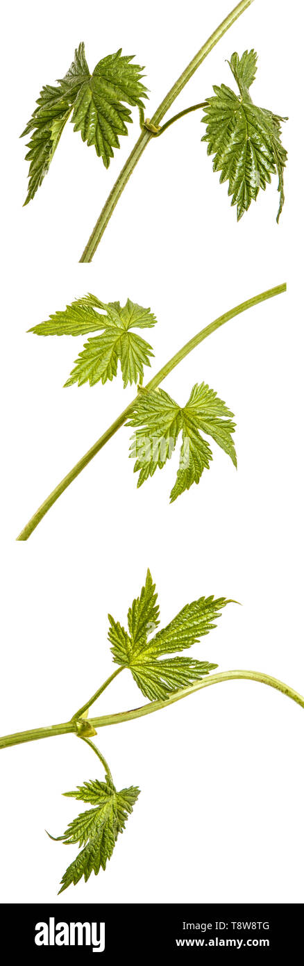 Hops isolate hi-res stock photography and images - Alamy