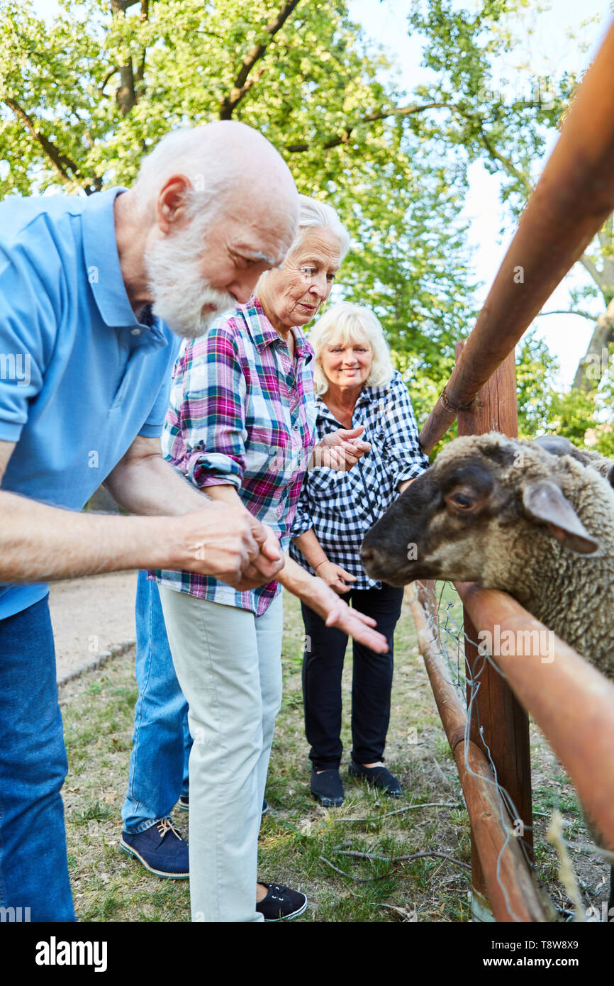 Group of seniors feeding sheep on a farm Stock Photo - Alamy