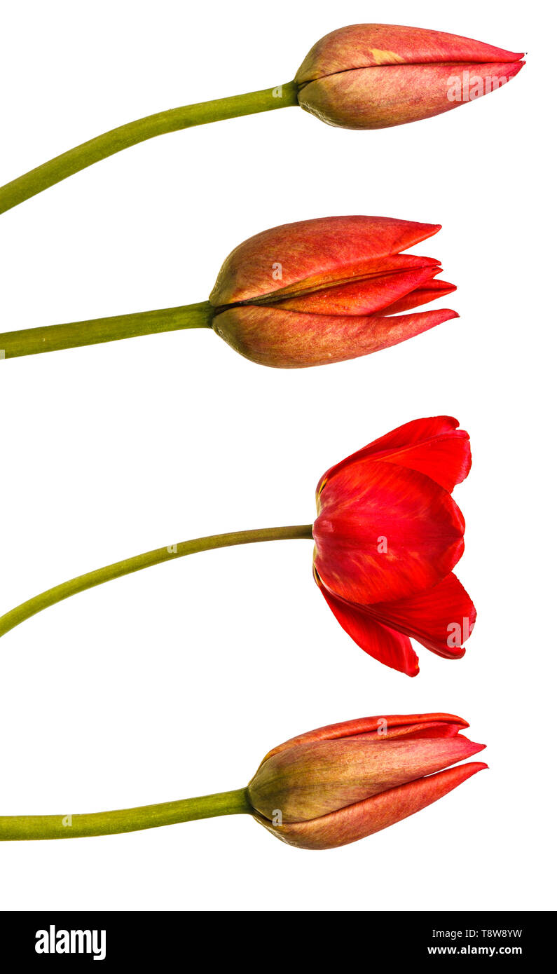 Spring tulip bud element hi-res stock photography and images - Alamy