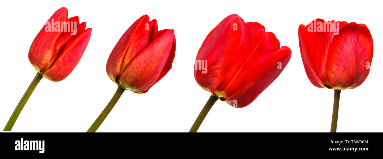 One bud of red tulip. Isolated on whit. Set Stock Photo - Alamy