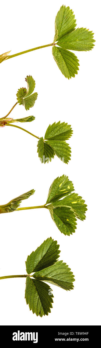 Green strawberry leaves isolated on white. Set Stock Photo - Alamy